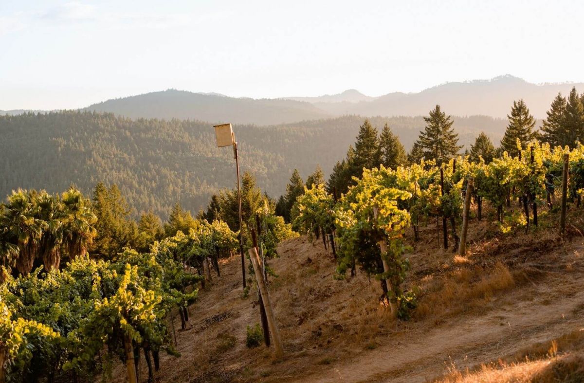 Discovering the Terroir of a New Wine Region