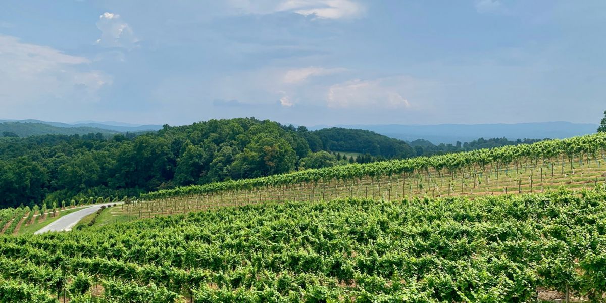 Are AR and VR Crucial for Wine Brands’ Growth?